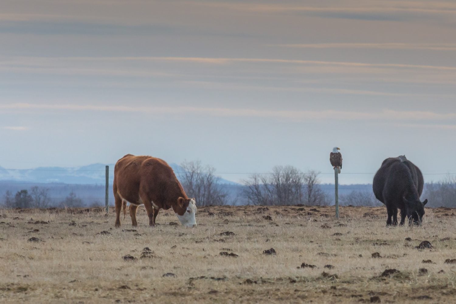 Contact - Canadian Beef Cattle Check-Off