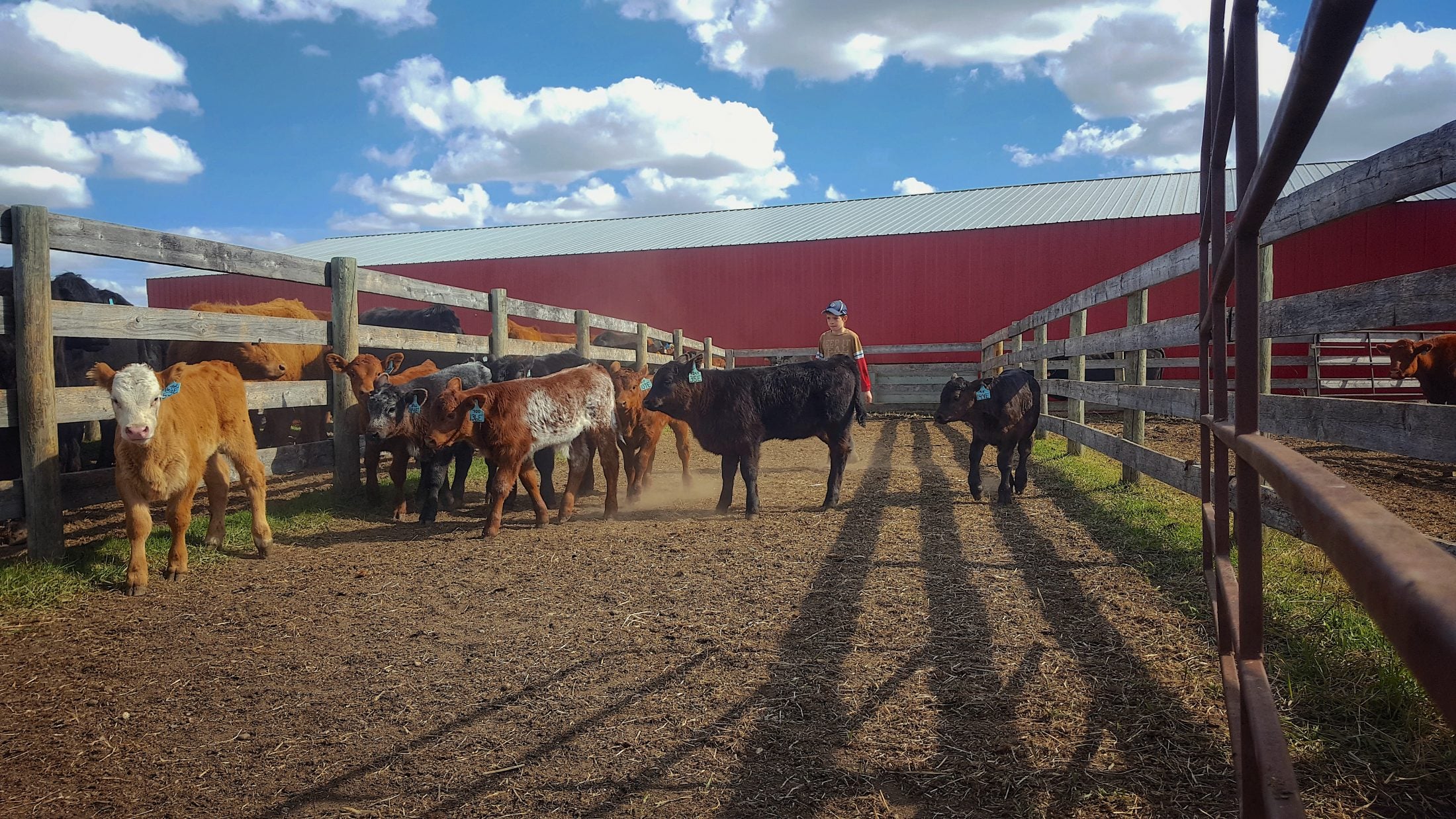Allocations - Canadian Beef Cattle Check-Off