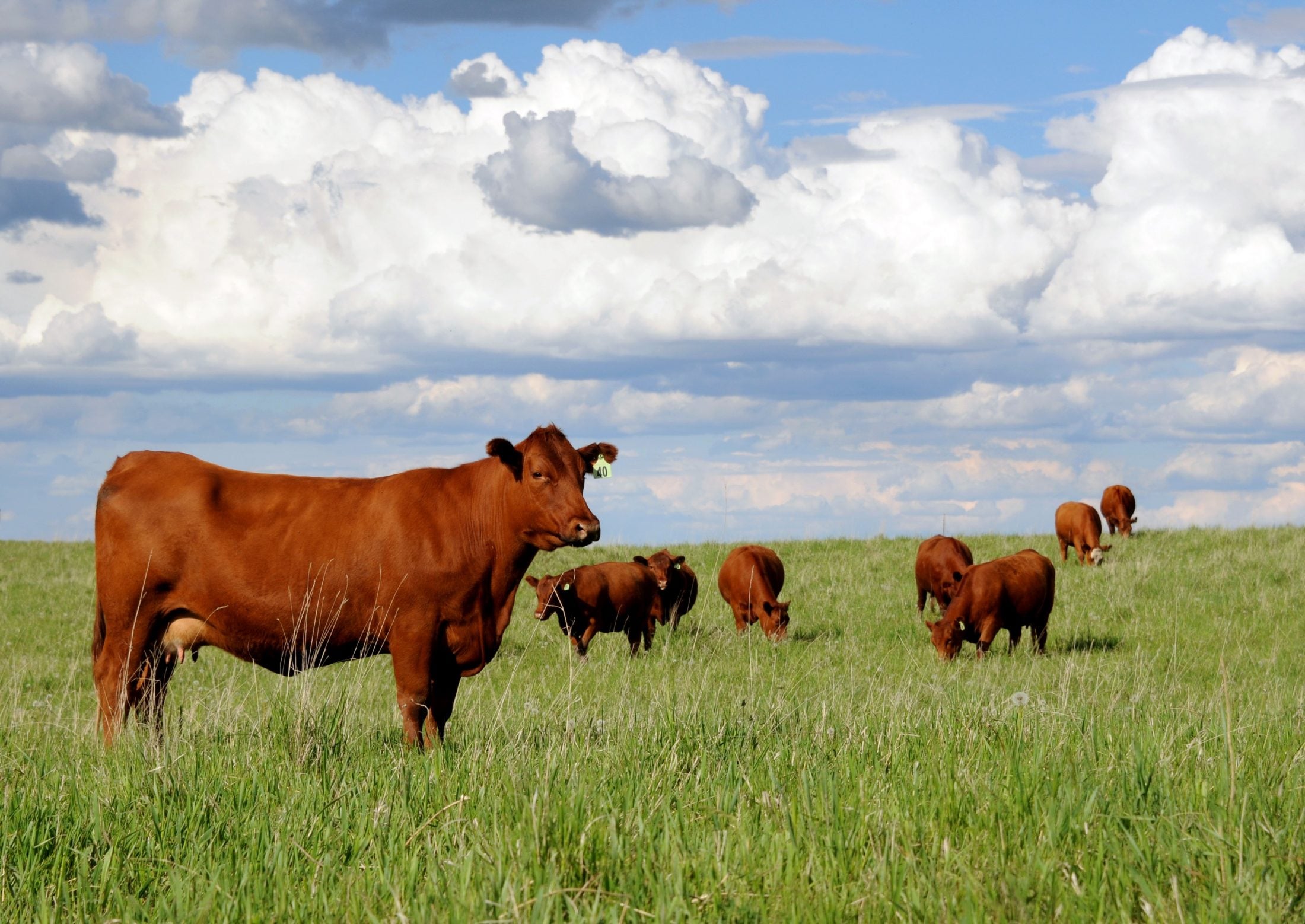 Canadian Beef Cattle Check-Off