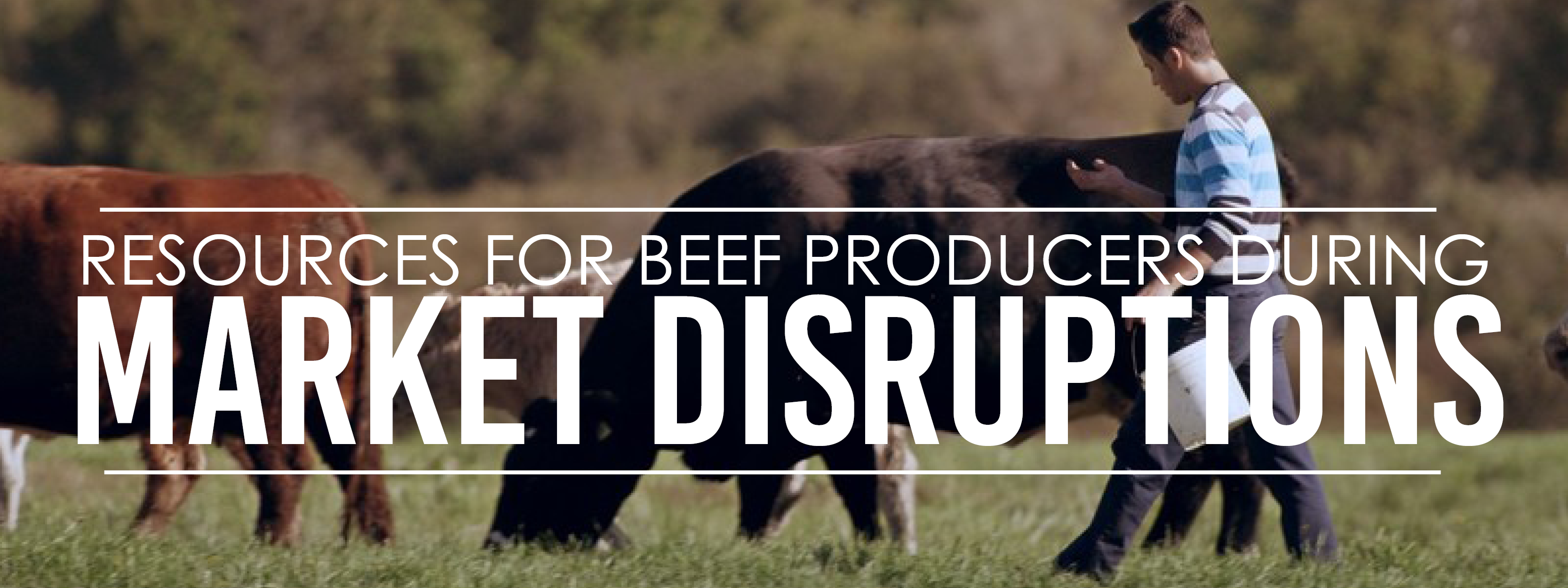 Resources for beef producers during market disruptions - Canadian Beef ...